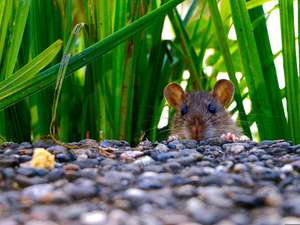 How To Get Rid Of Rats In The Garden - theqtimes
